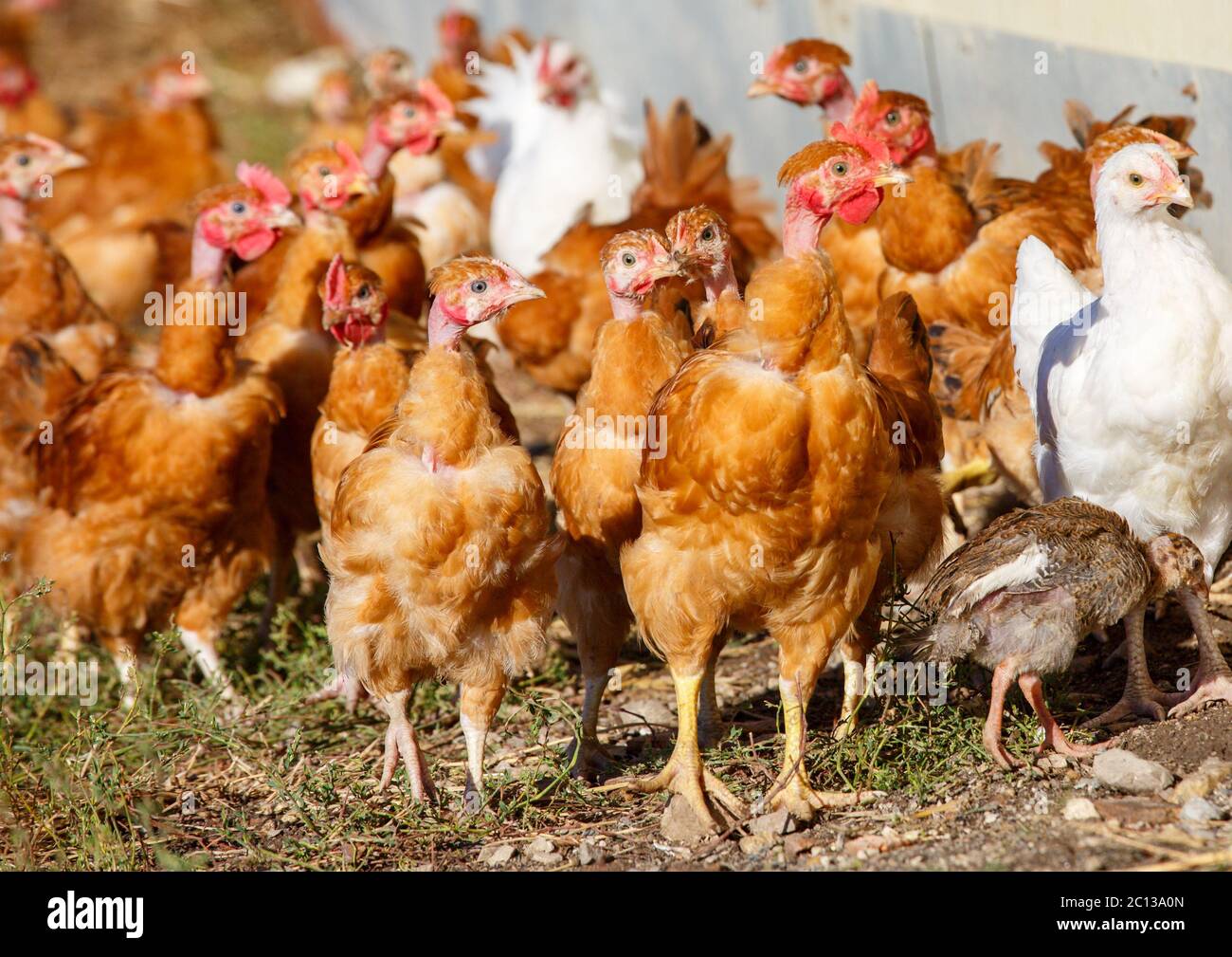 flock of chickens roam freely in a lush green paddock of an organic ...
