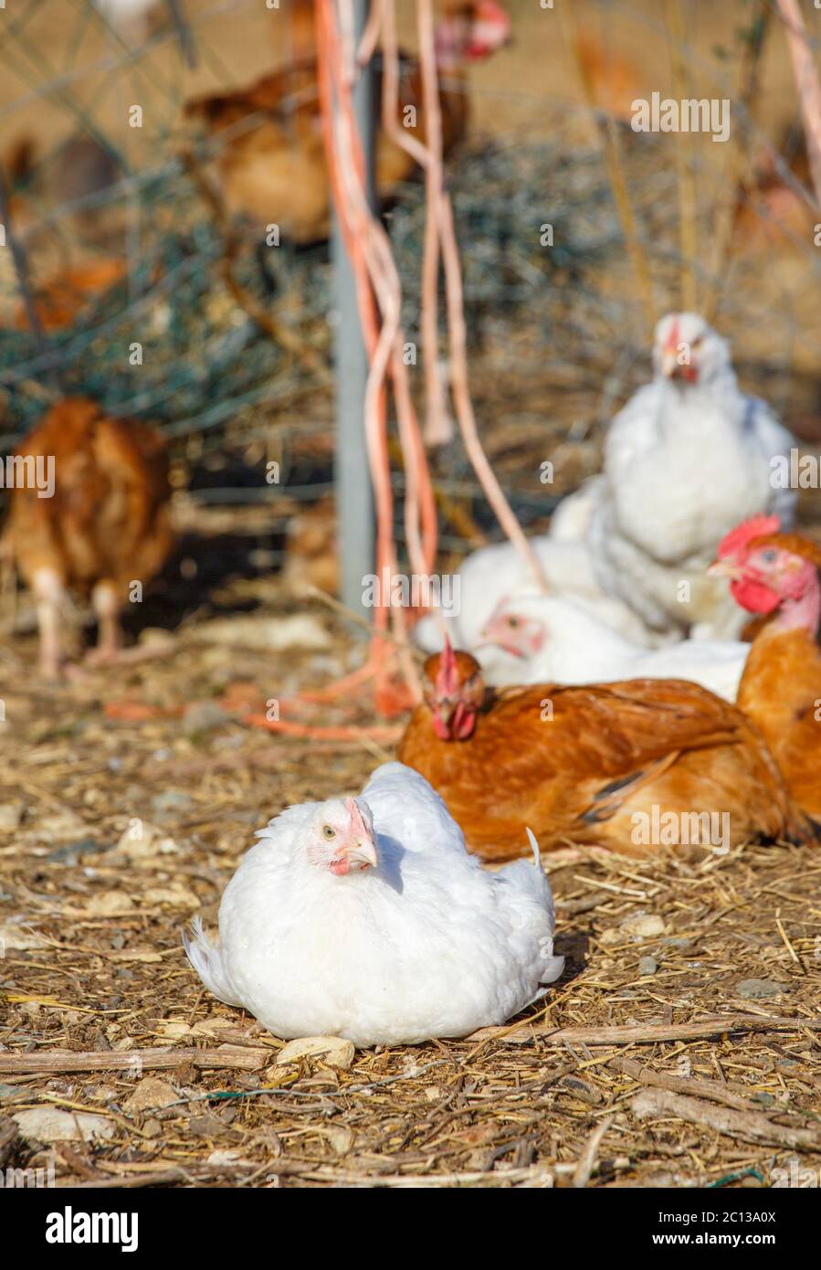 closeup on a laying hen roaming freely in a lush green paddock Stock ...