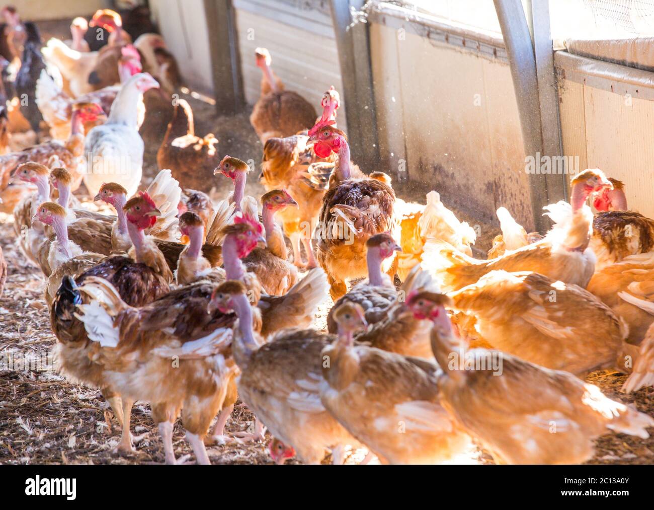 Organic chicken breeding in their shelters Stock Photo - Alamy
