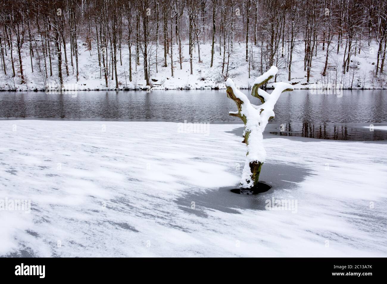 Winter tree against with reflection in water Stock Photo - Alamy