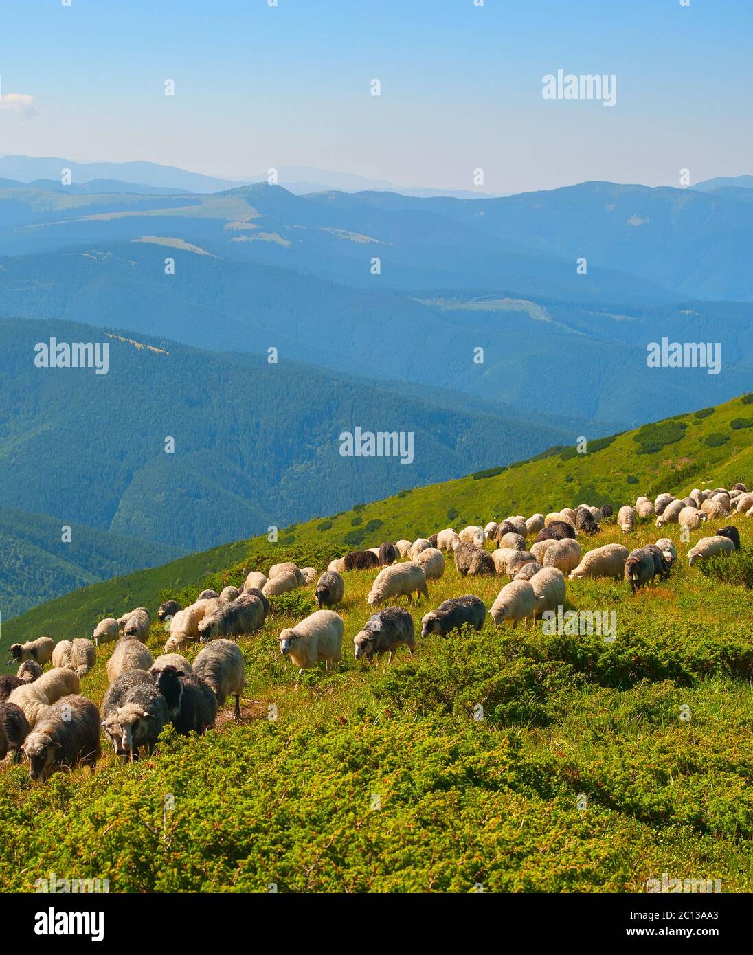Above sheeps hi-res stock photography and images - Alamy
