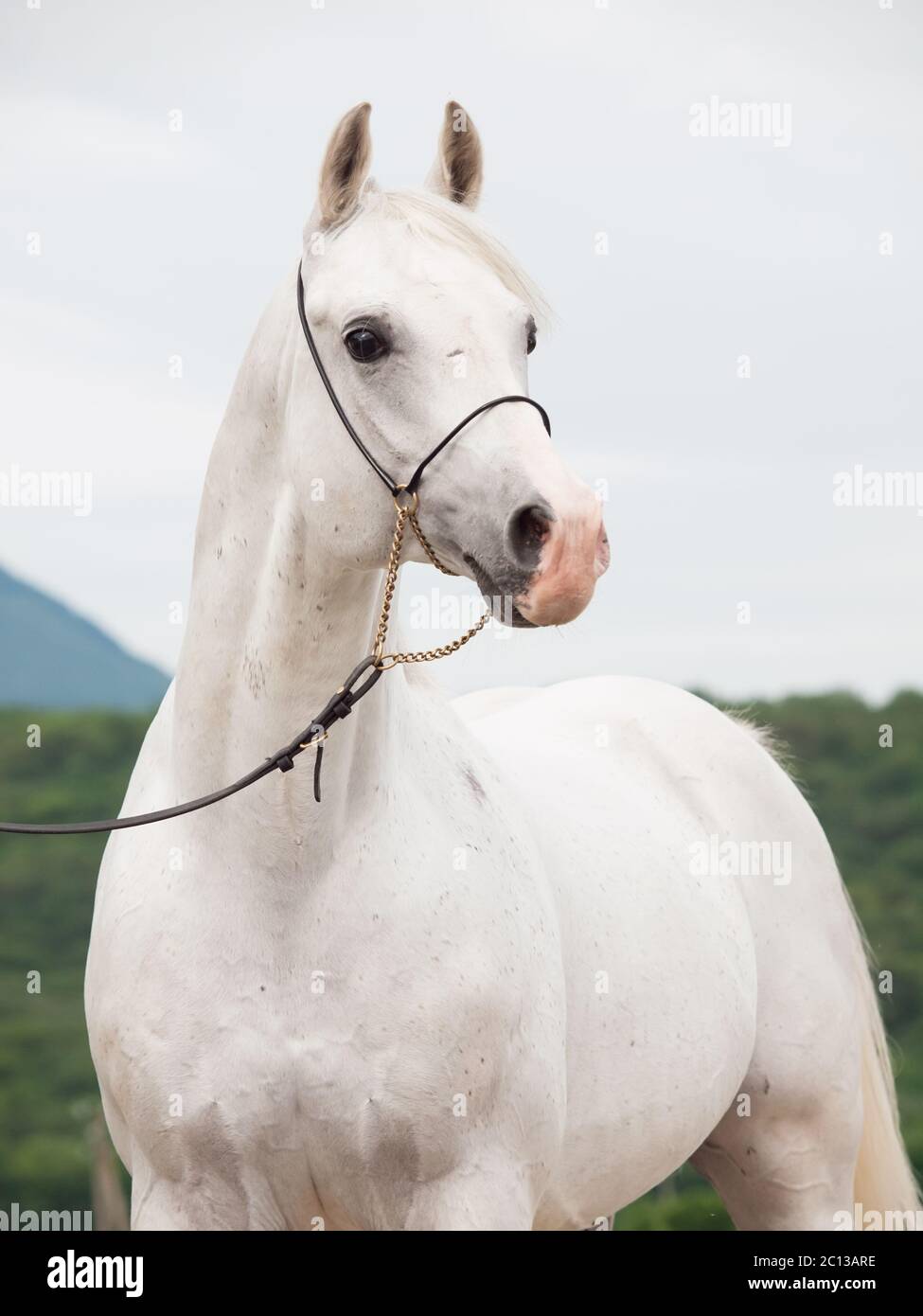 White Arabian Horse Wallpaper