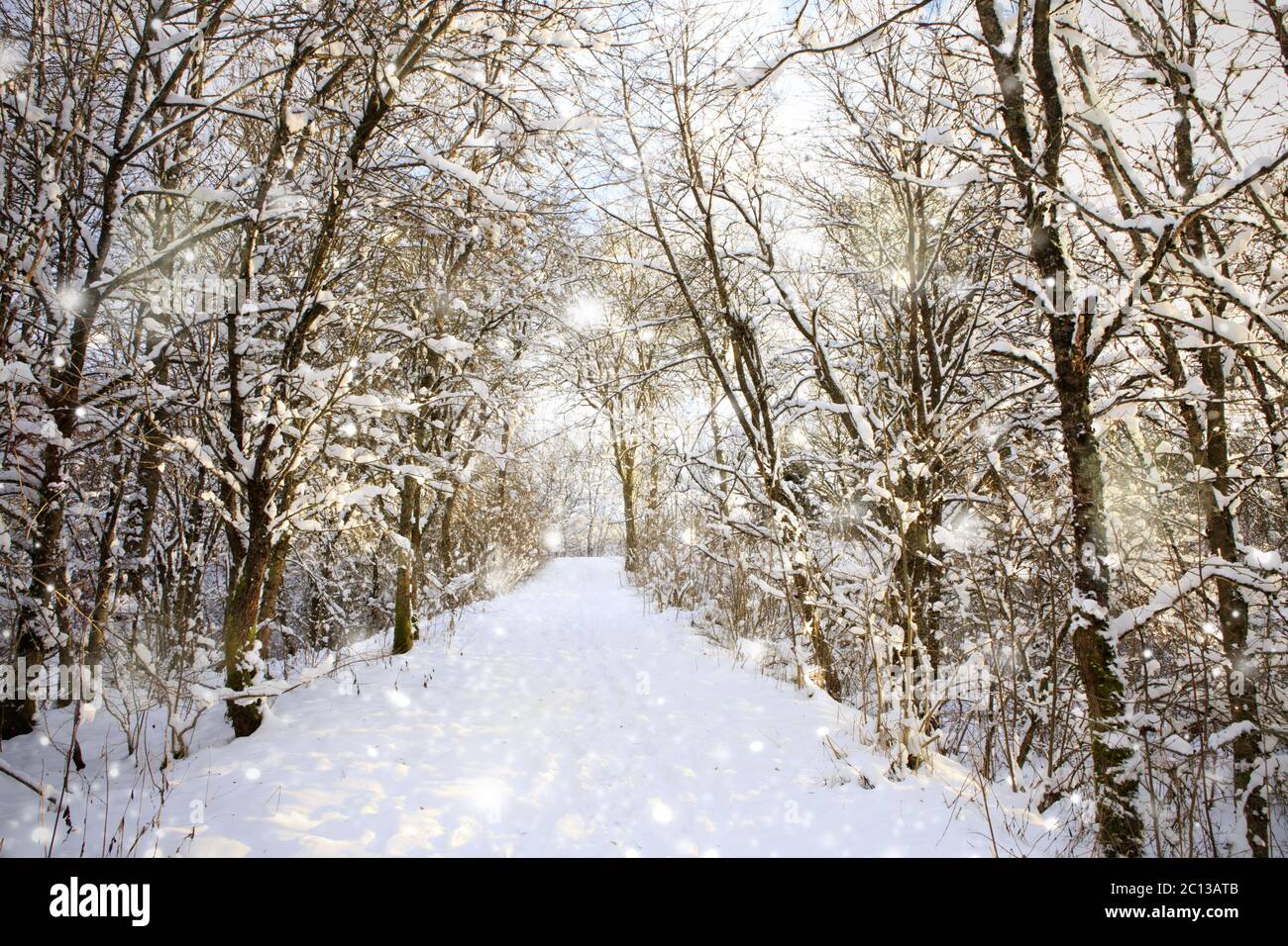 Snowfall forest hi-res stock photography and images - Alamy