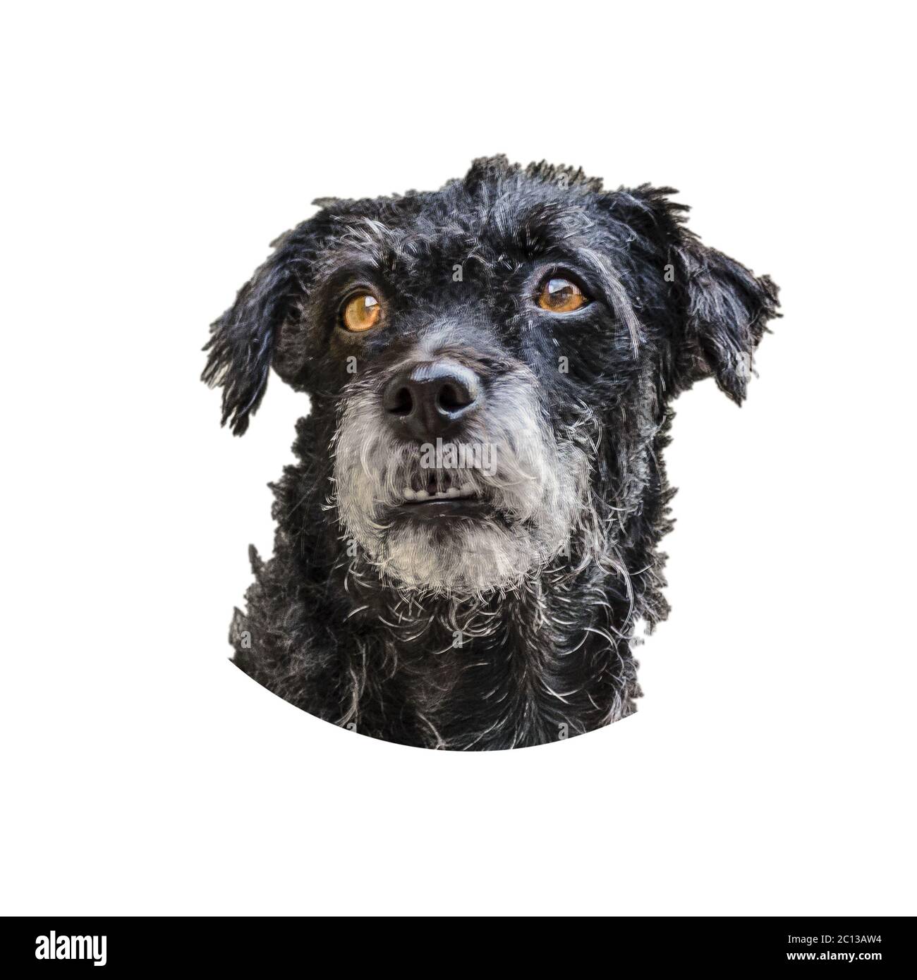 Dog head Cut Out Stock Images & Pictures - Alamy