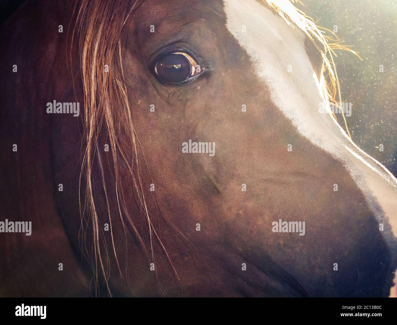 Inside horse stable hi-res stock photography and images - Alamy
