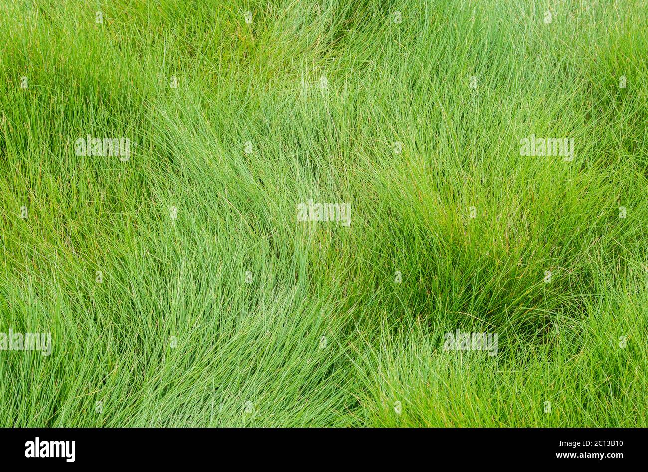 background texture-lush wavy green grass at a Japanese garden Stock ...