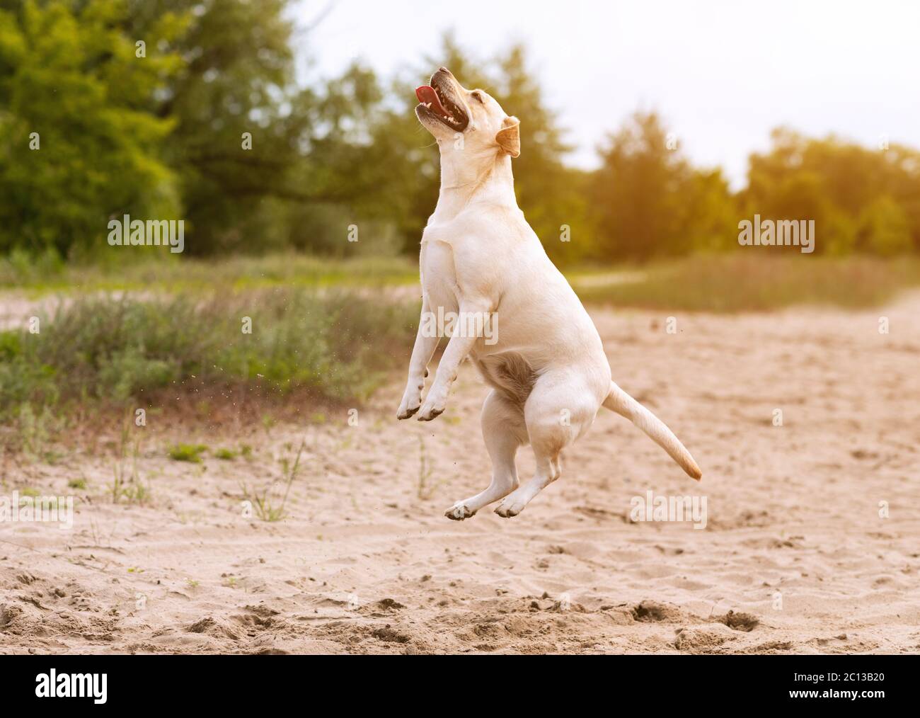 Labrador retriever dog jumping and playing ouside Stock Photo - Alamy