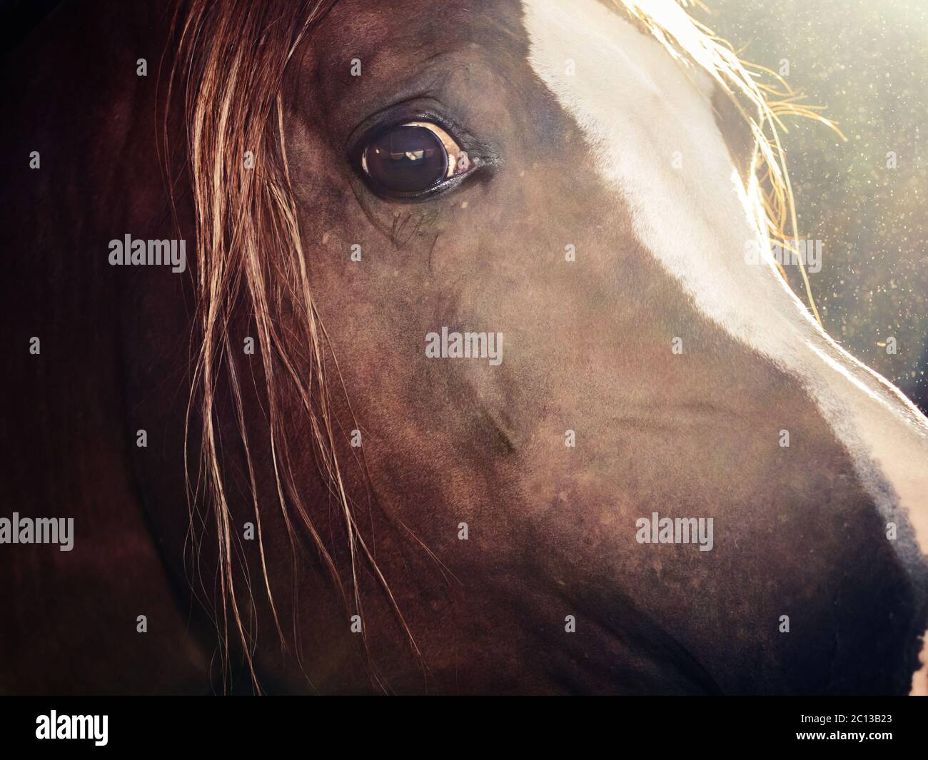 Inside horse stable hi-res stock photography and images - Alamy
