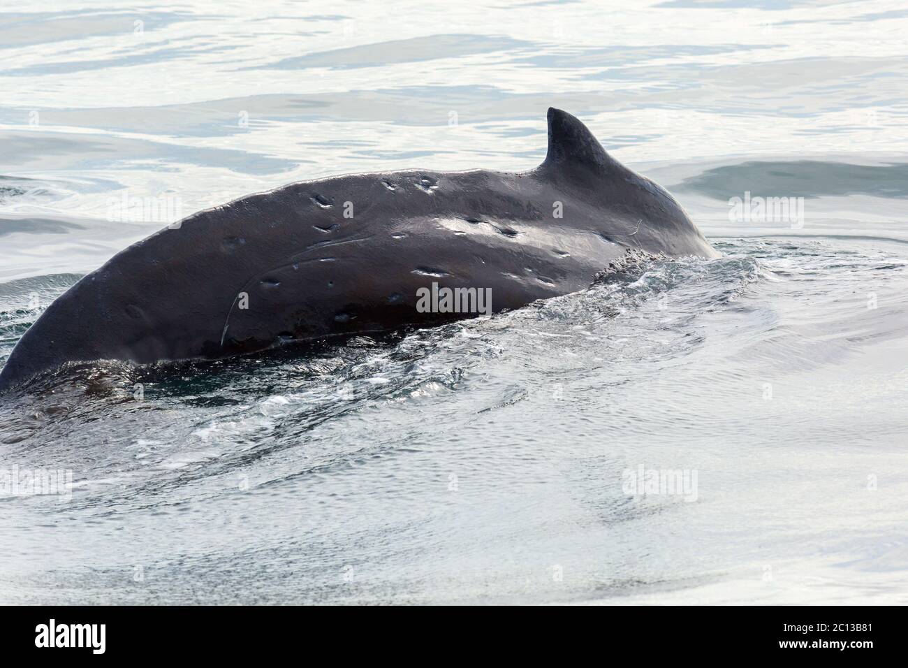 Back fin hi-res stock photography and images - Alamy