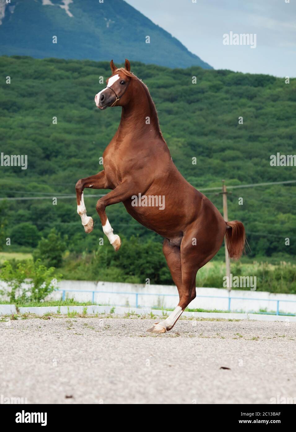 arabian chestnut stallion rearing. at mountain background Stock Photo ...