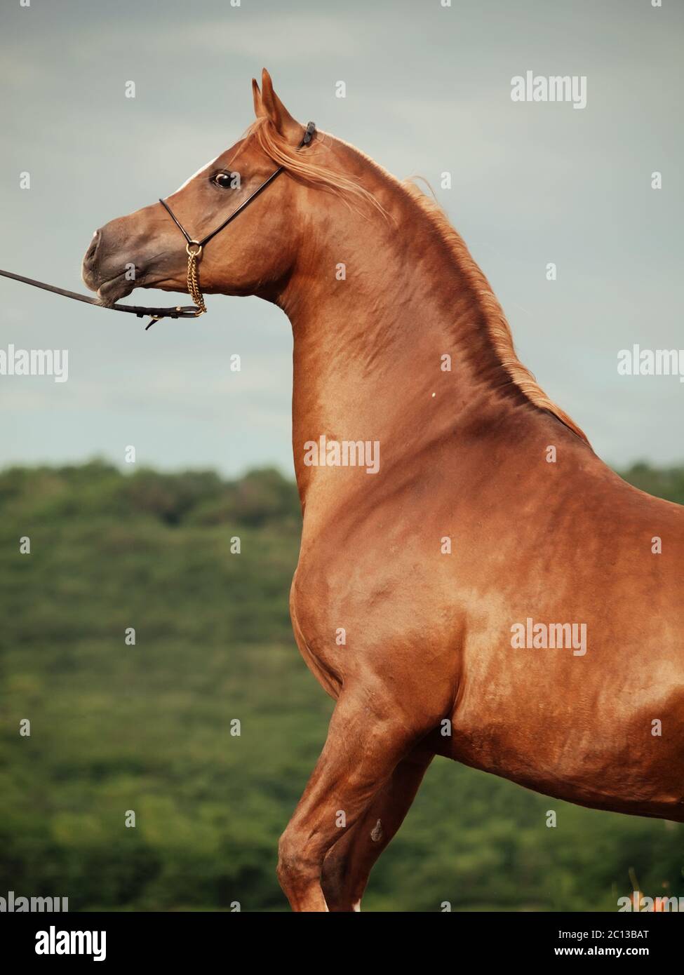 portrait of arabian chestnut stallion at rear Stock Photo - Alamy