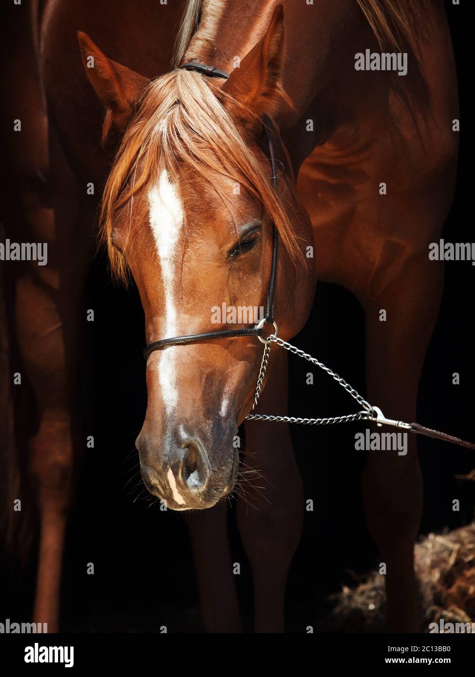 portrait of young arabian colt at black background Stock Photo - Alamy