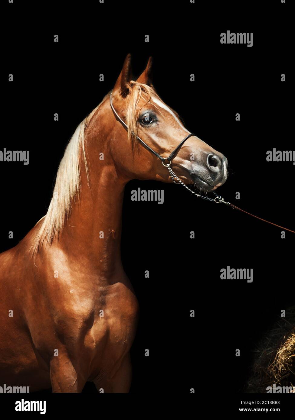 portrait of young arabian colt at black background Stock Photo - Alamy