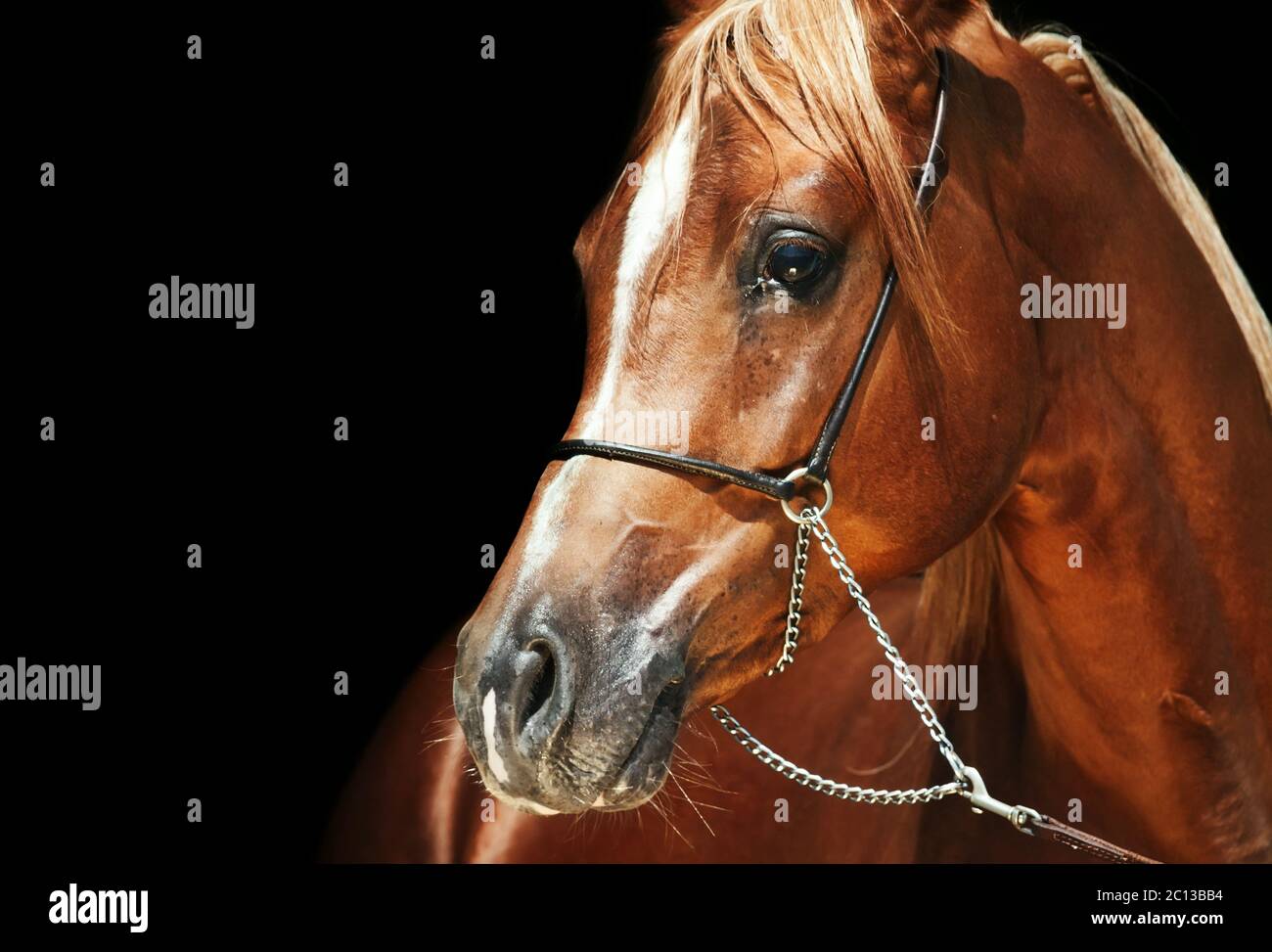 portrait of young arabian colt at black background Stock Photo - Alamy