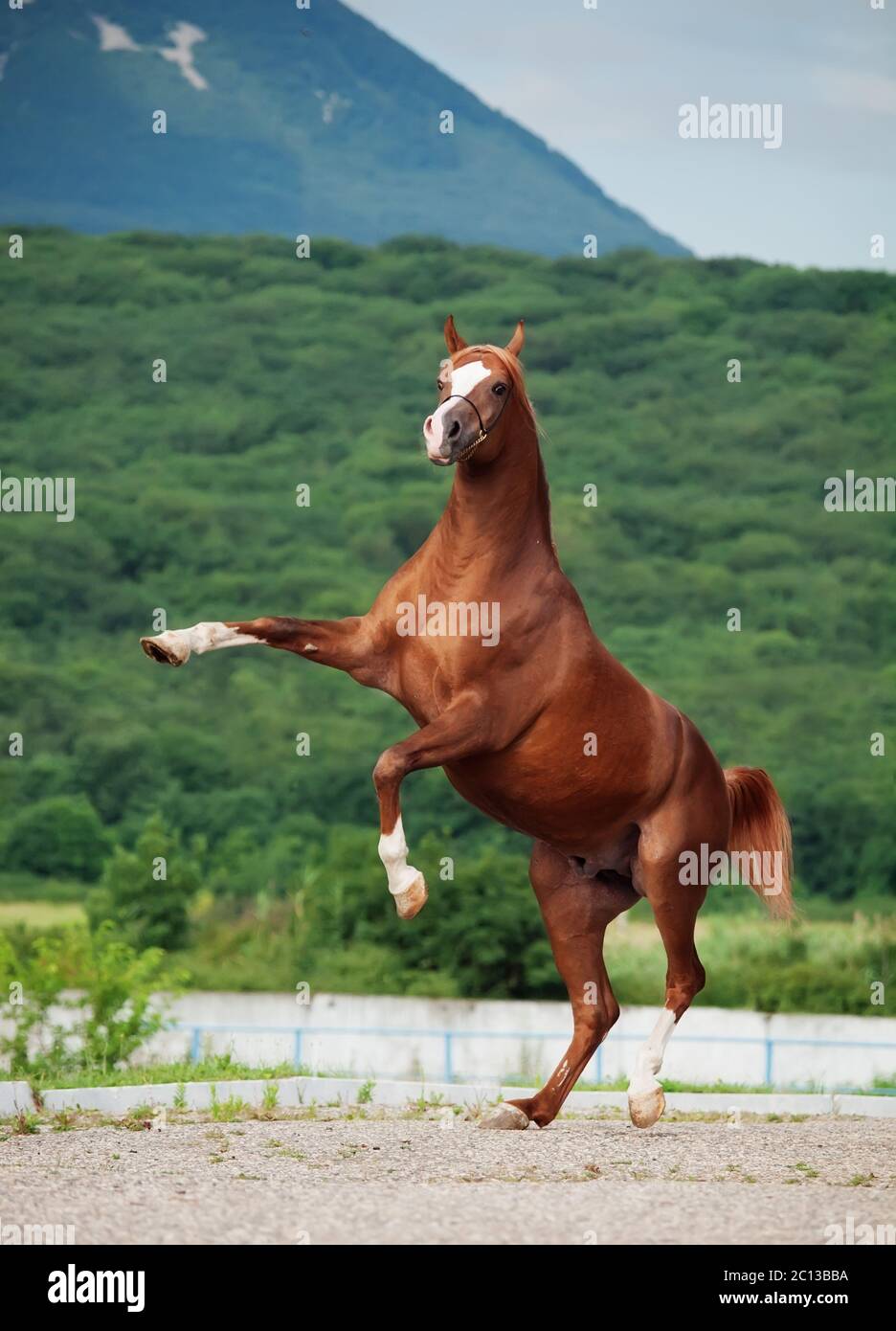 arabian chestnut stallion rearing. at mountain background Stock Photo ...