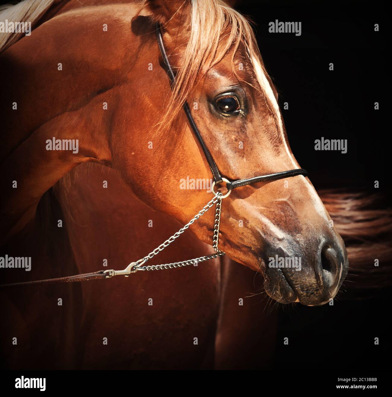 portrait of young arabian colt at black background Stock Photo - Alamy