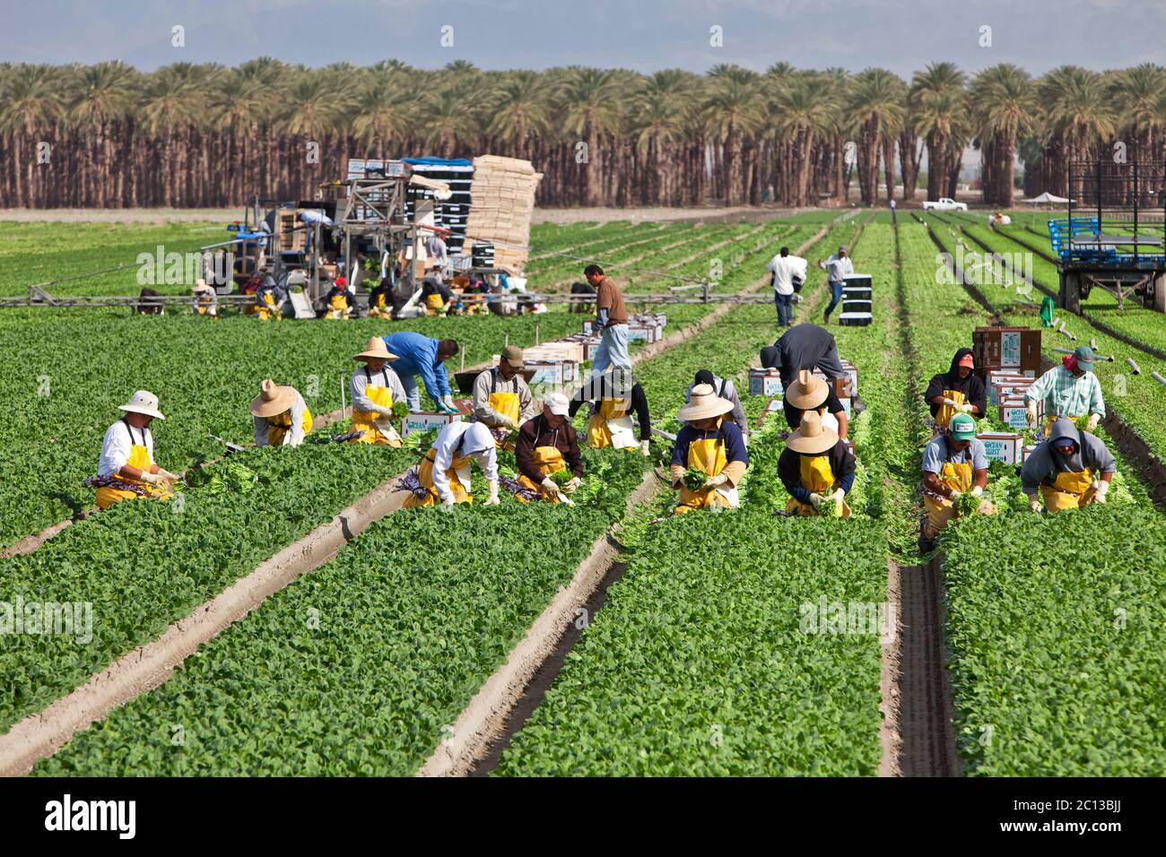 Spinach, 'Spinacea oleracea' harvest, equipment & hispanic farm workers ...