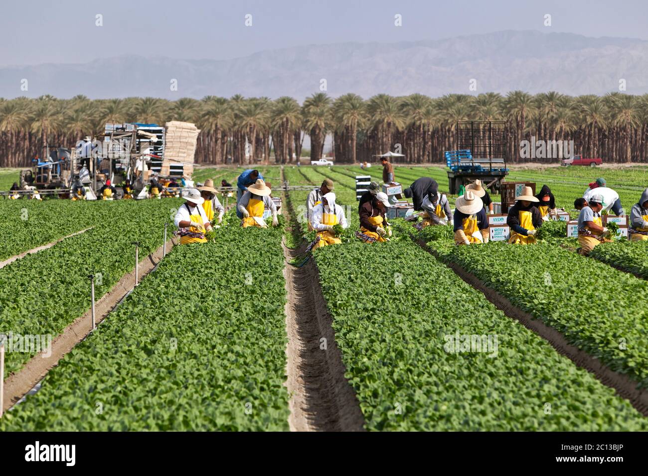 Spinach, 'Spinacea oleracea' harvest, equipment & hispanic farm workers ...