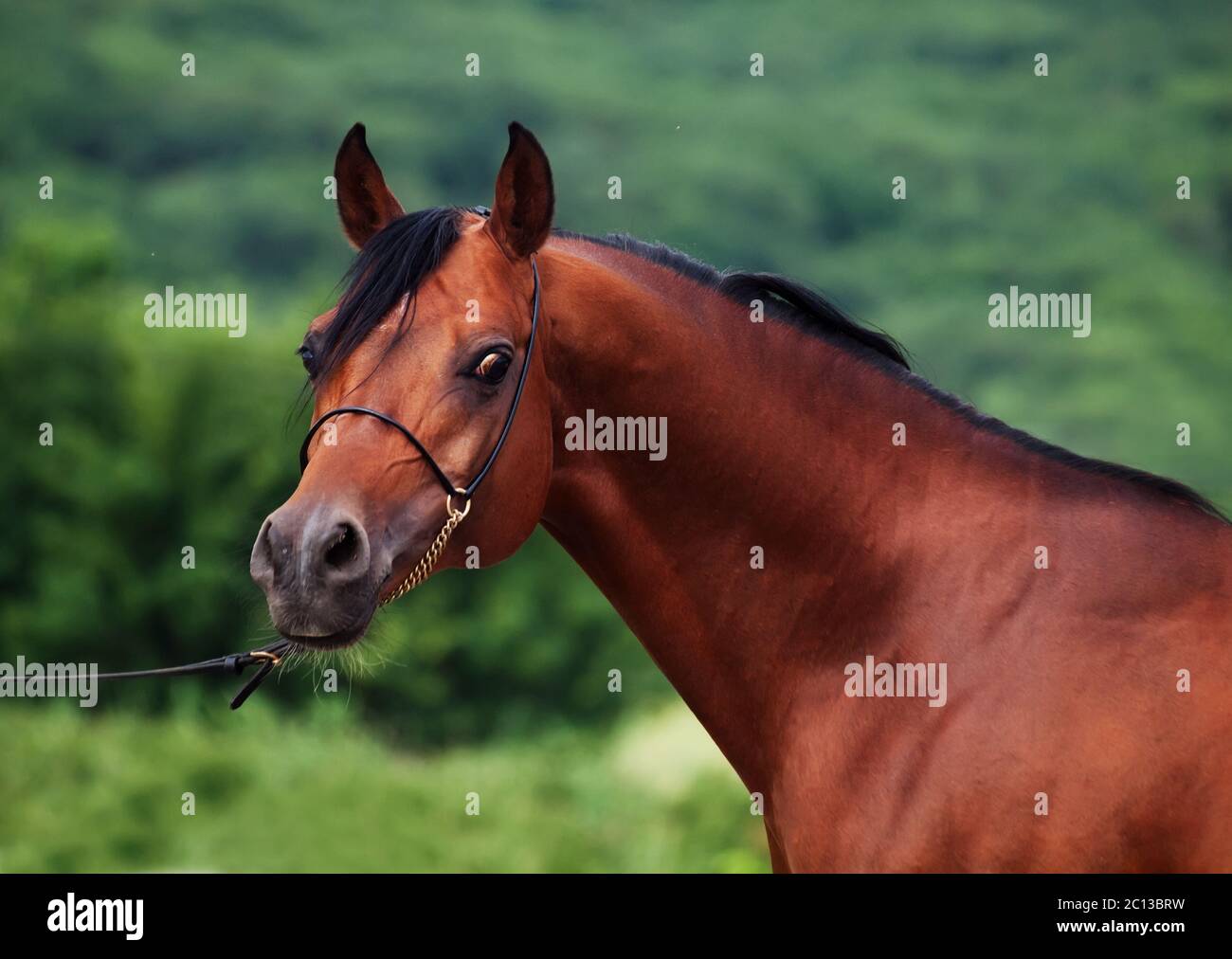 portrait of bay arabian stallion Stock Photo - Alamy