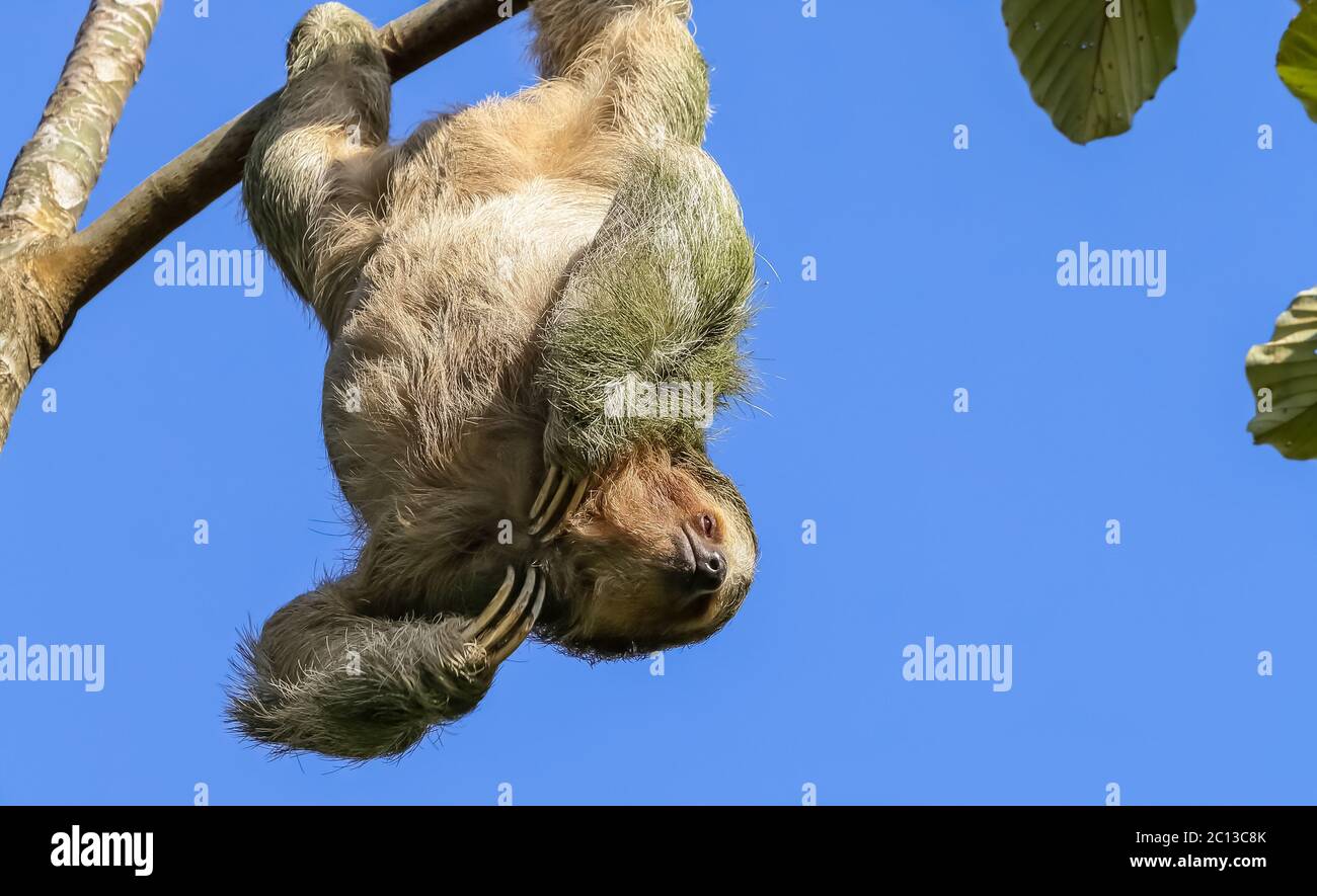 Three Toed Sloth in the Costa Rica rainforest hangs from a tree branch ...