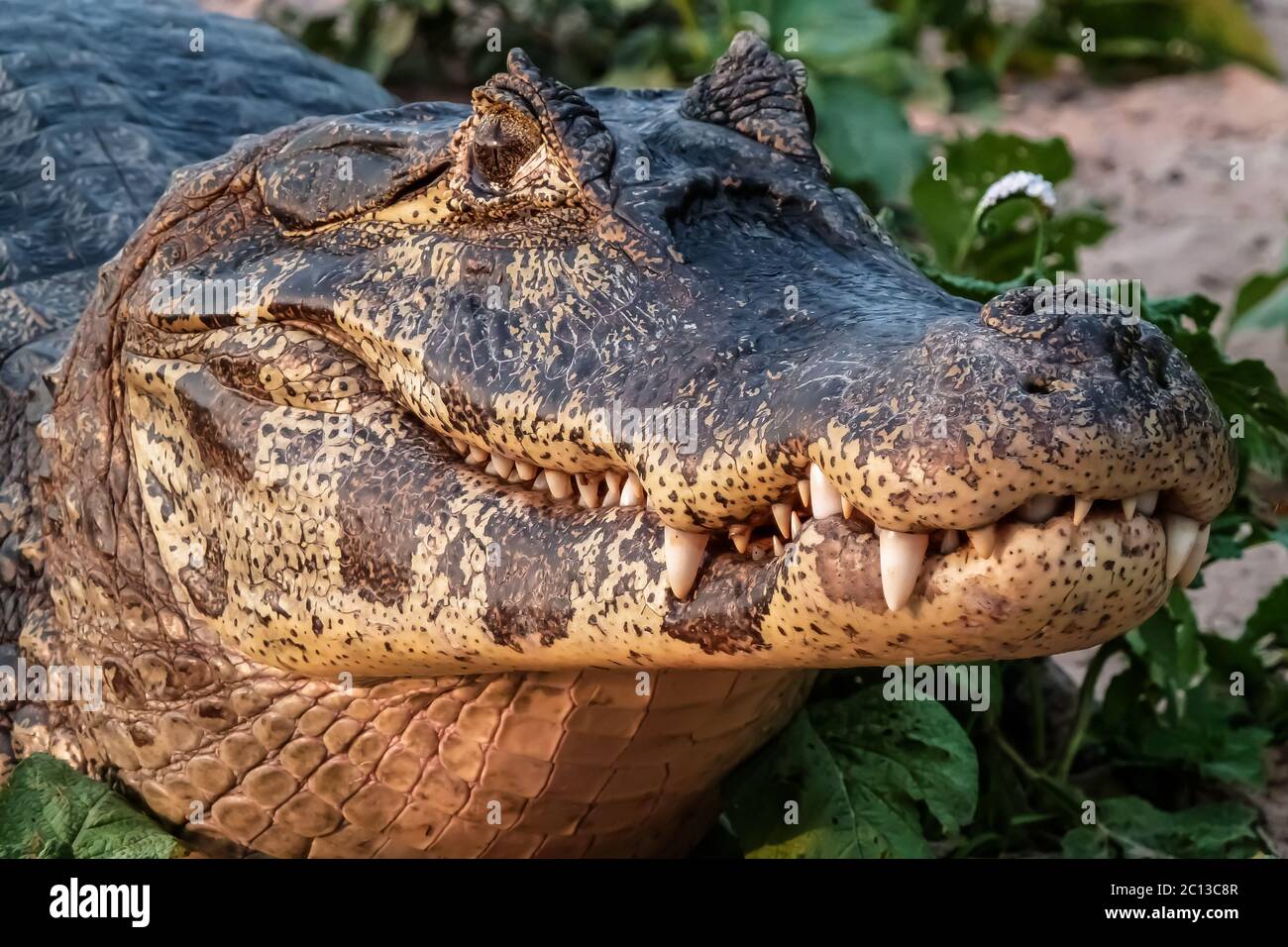 Portrait of a Caiman at the river bank in the Pantanal, Brazil Stock ...