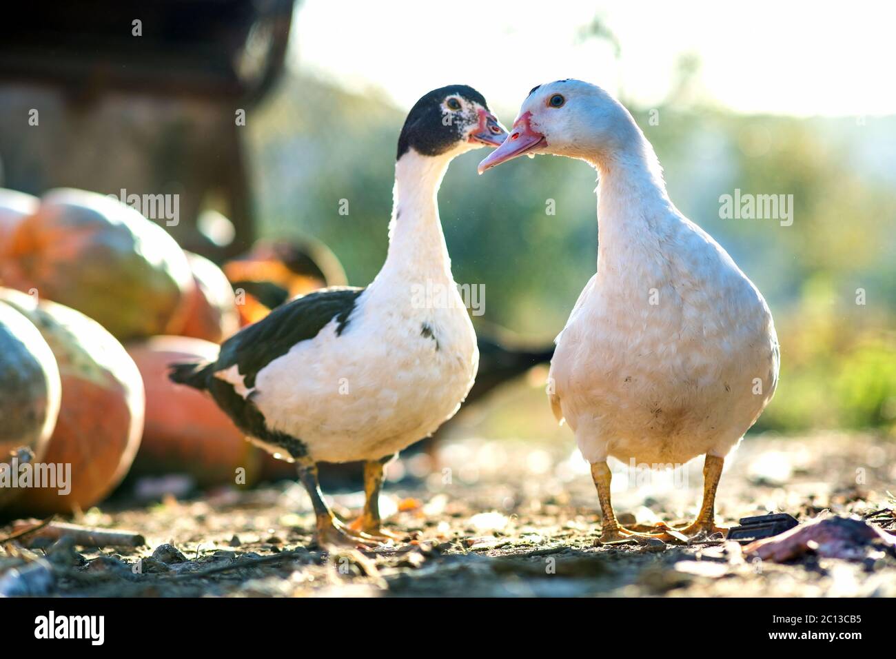 Ducks feed on traditional rural barnyard. Detail of a duck head. Close ...