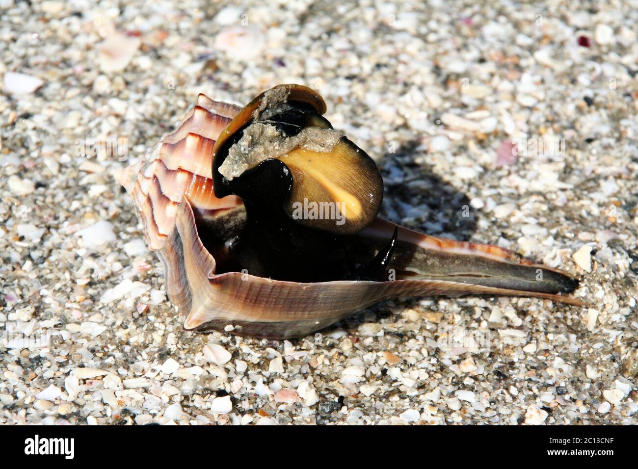 Welk hi-res stock photography and images - Alamy