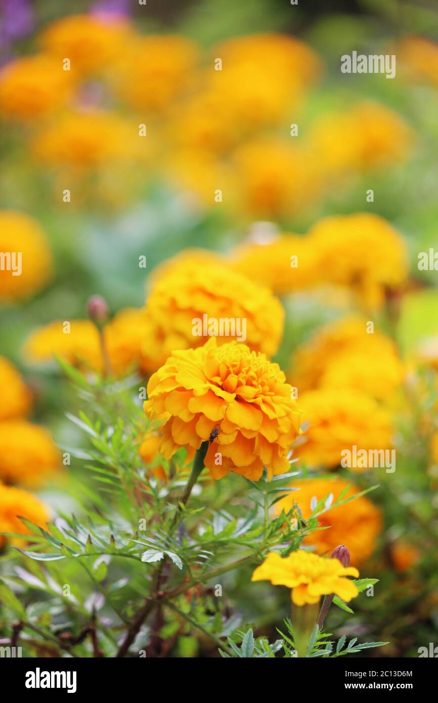 Marigolds Tagetes erecta, Mexican marigold, Aztec , African Stock Photo ...