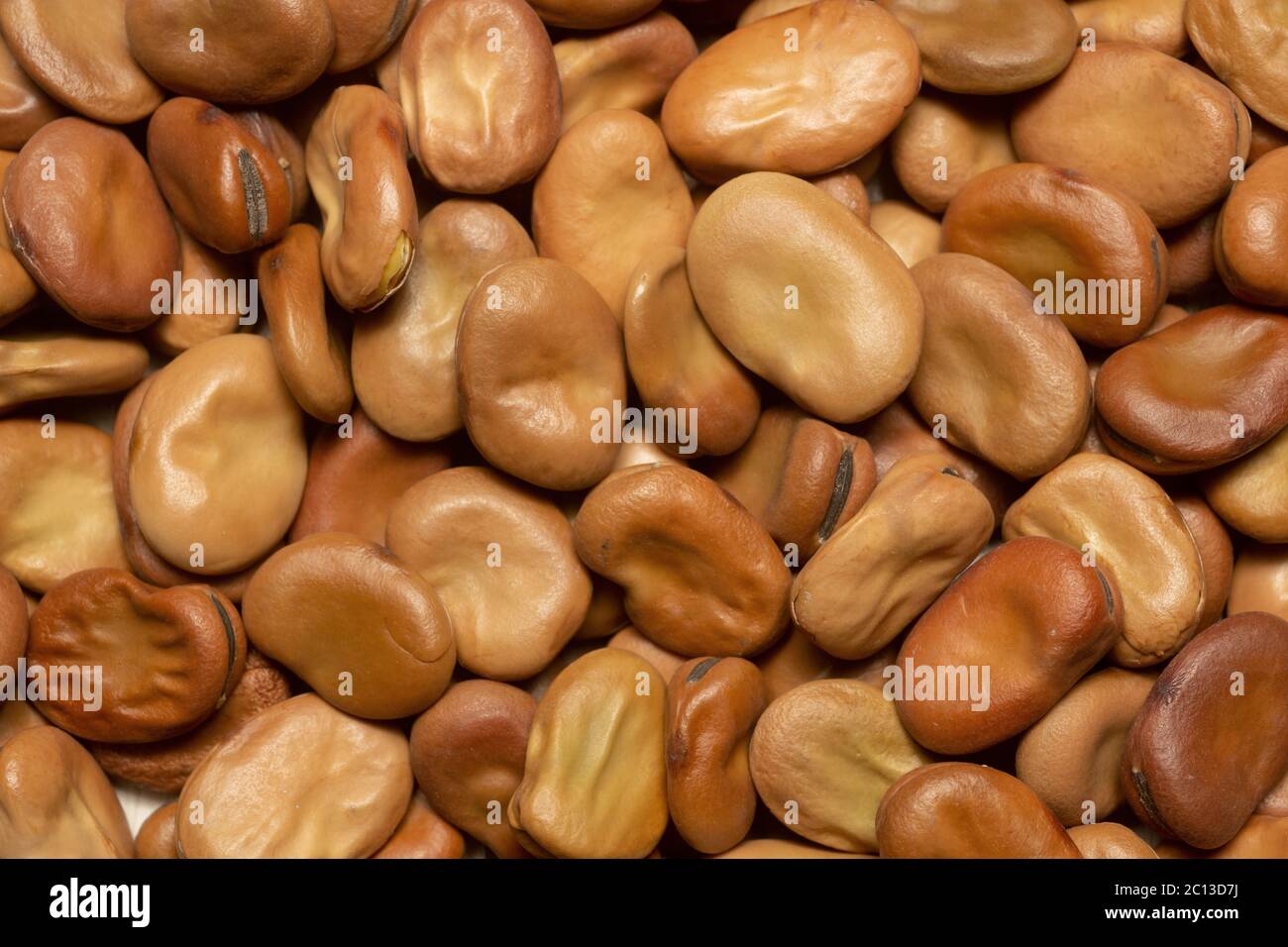 Broad Bean seeds, variety Aquadulce, photographed in studio Stock Photo ...