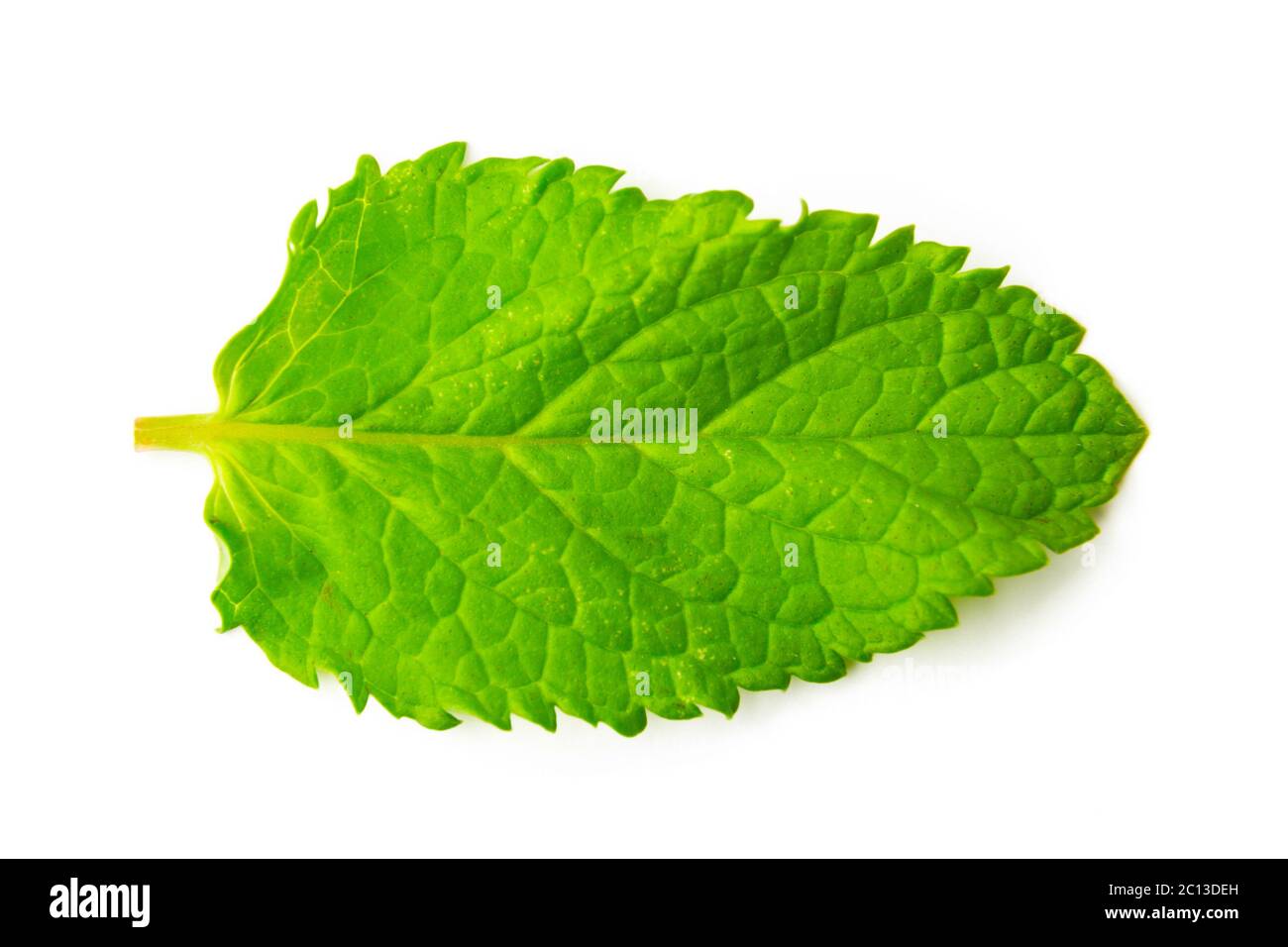Fresh mint leaf hi-res stock photography and images - Alamy
