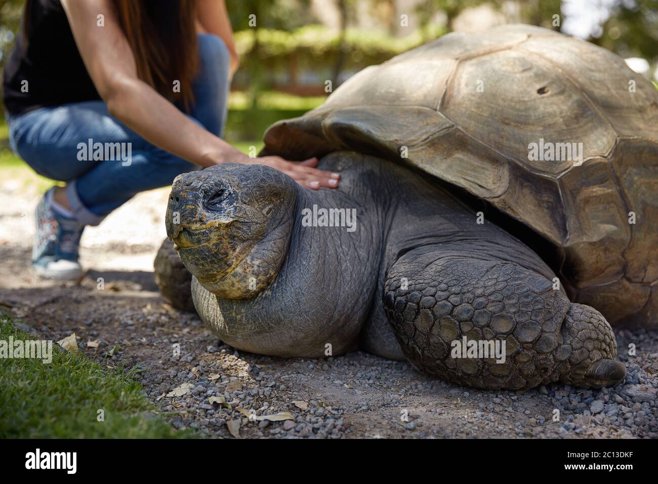 Woman touching giant tortoise hi-res stock photography and images - Alamy