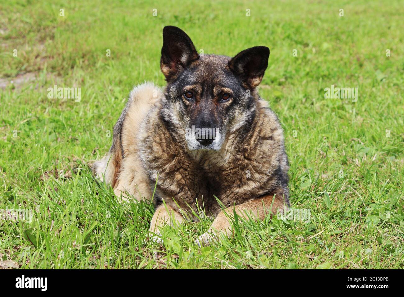 Leg Guard High Resolution Stock Photography and Images - Alamy