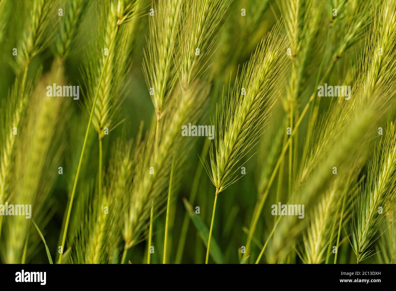 Close up photo of beautiful green grain Stock Photo - Alamy