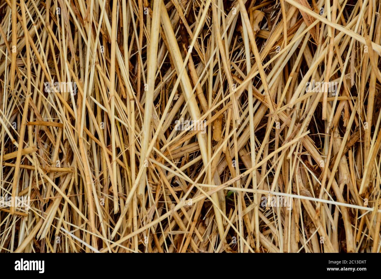 Hay texture hi-res stock photography and images - Alamy