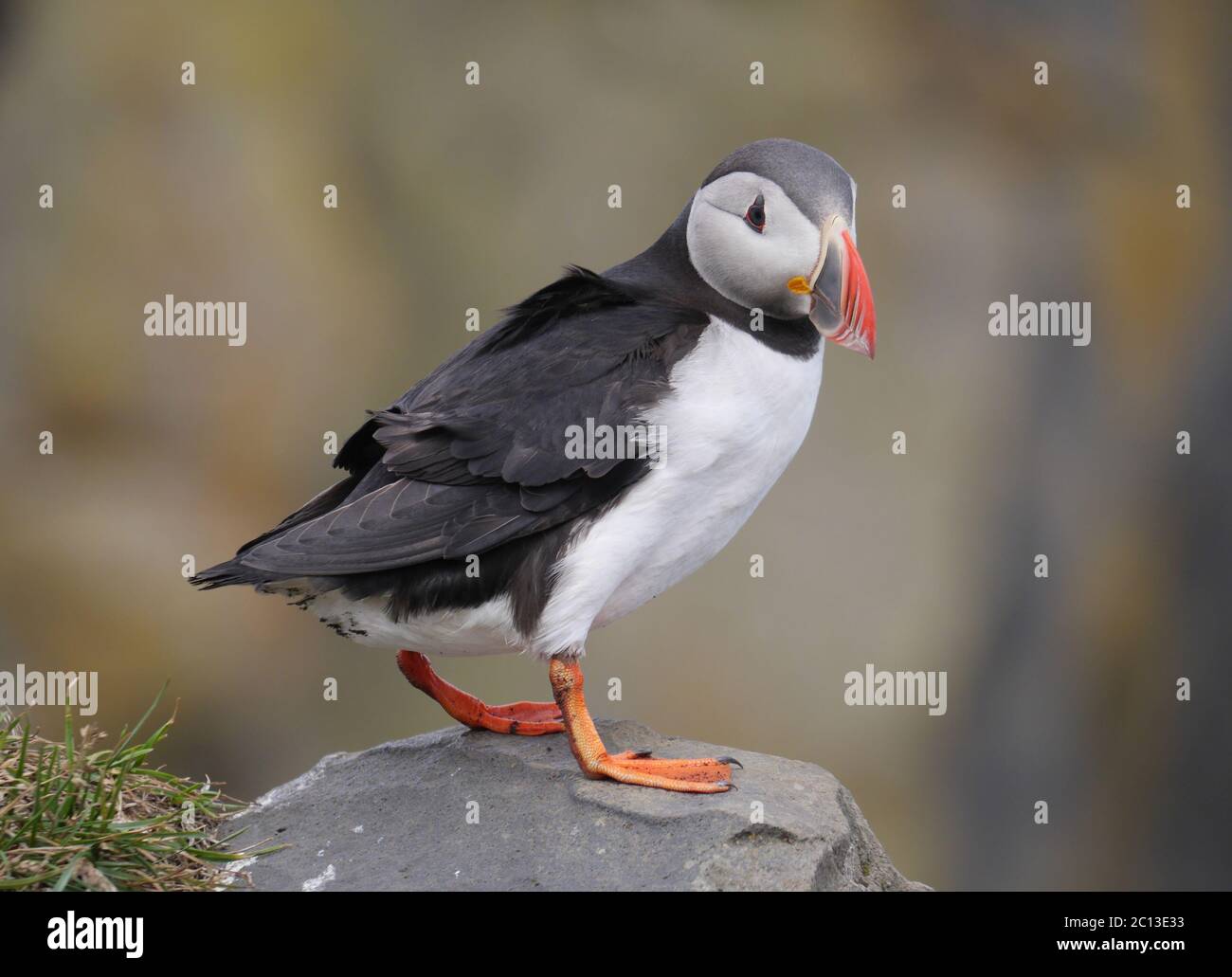 Puffin breeding colony hi-res stock photography and images - Alamy