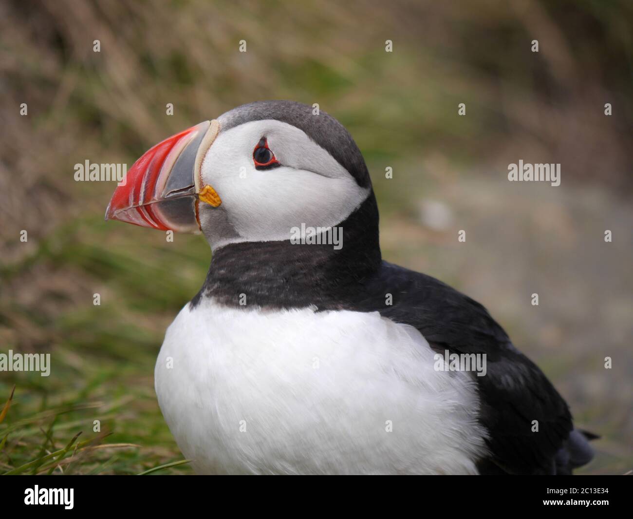 Puffin auk family hi-res stock photography and images - Alamy