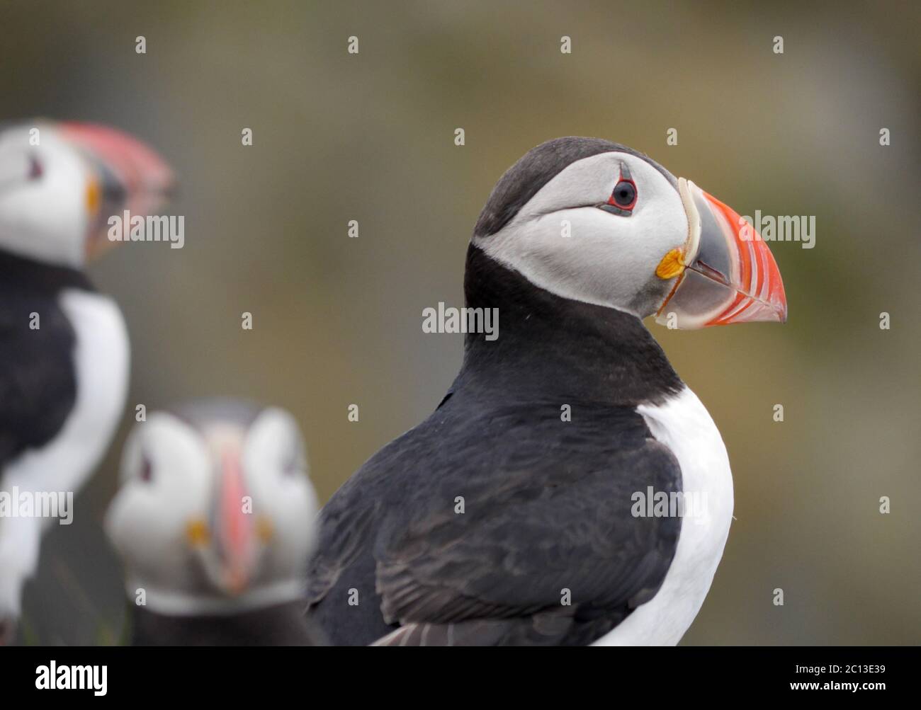 Puffin family hi-res stock photography and images - Alamy