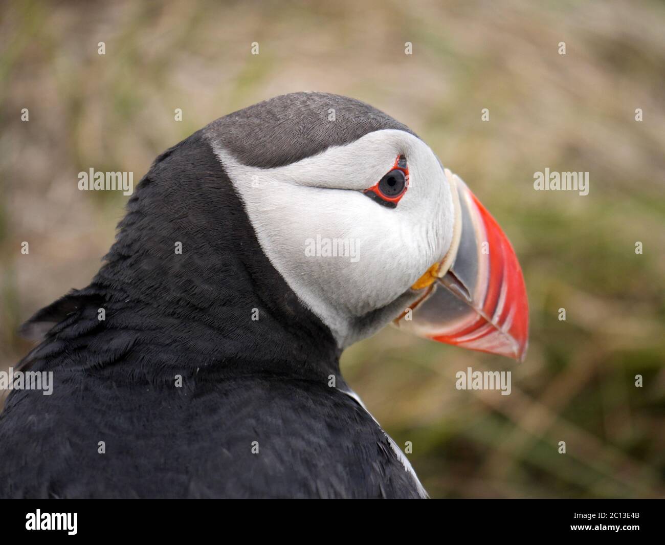 Puffin plumage hi-res stock photography and images - Alamy