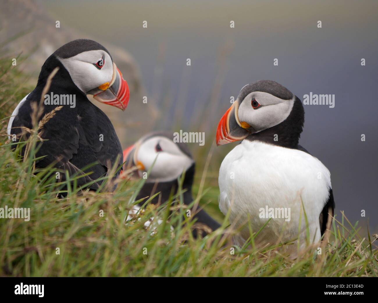 Puffin family hi-res stock photography and images - Alamy