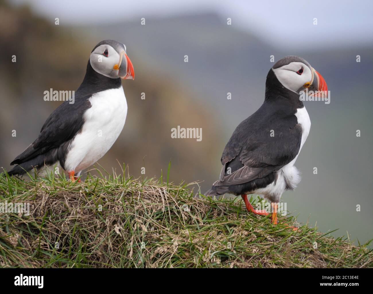 Common puffins hi-res stock photography and images - Alamy