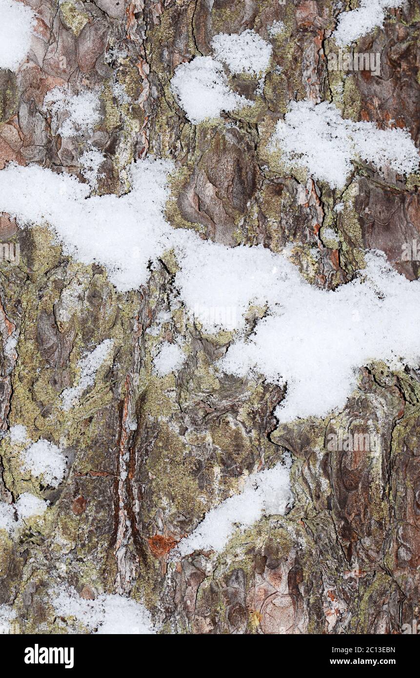 The bark of tree with snow Stock Photo - Alamy