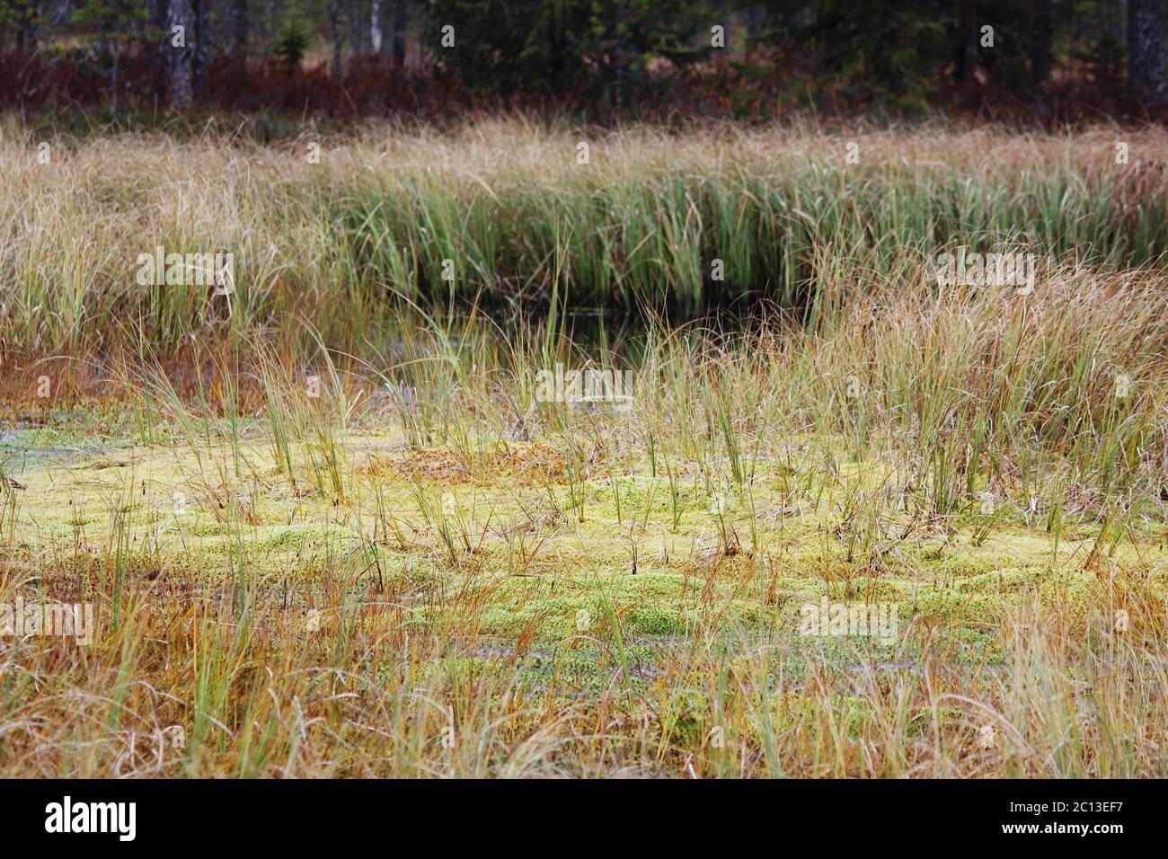 cranberry Swamp in the autumn in Arkhangelsk region of Russia Stock ...