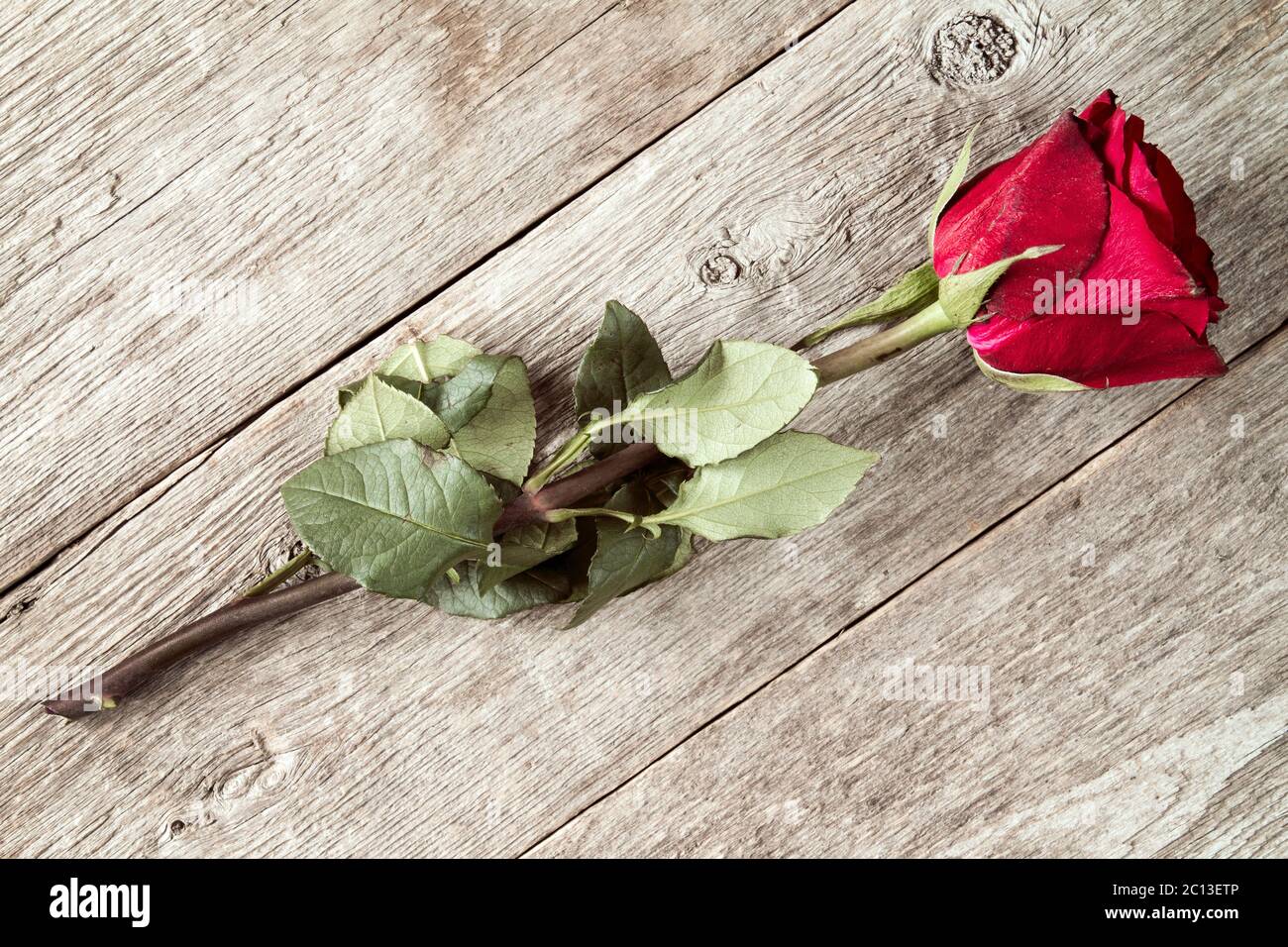 Red faded rose Stock Photo - Alamy
