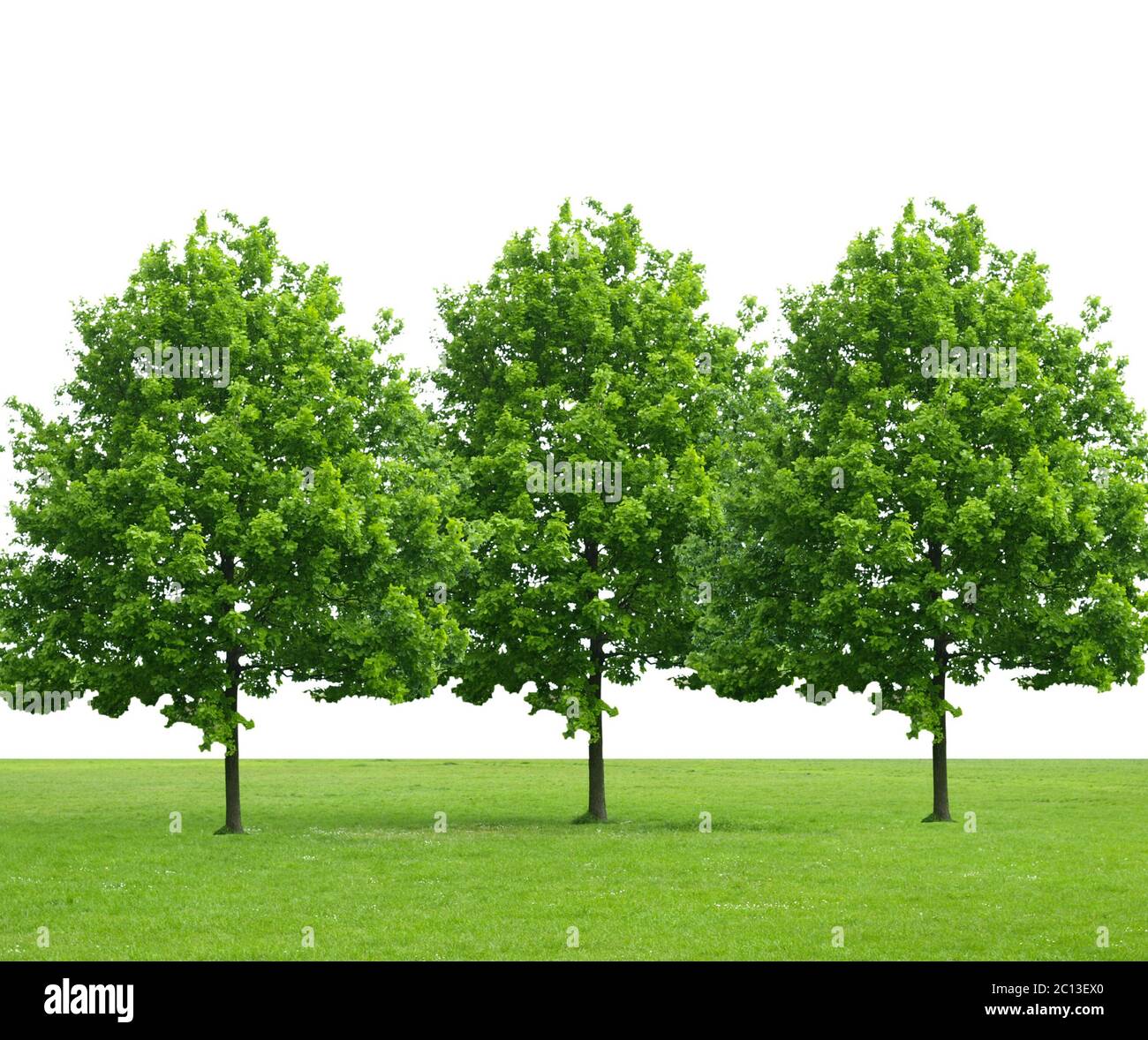 Three identical trees hi-res stock photography and images - Alamy