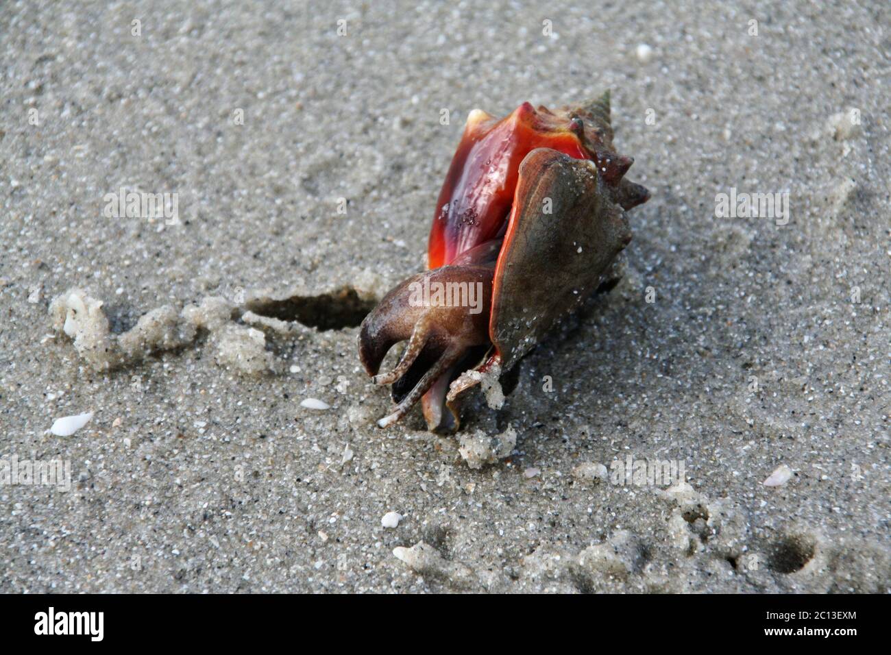 Florida fighting conch hi-res stock photography and images - Alamy
