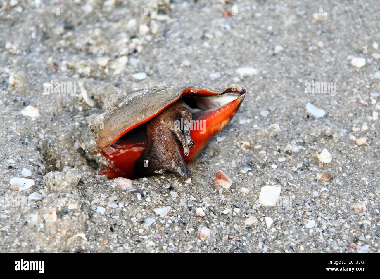 Florida fighting conch hi-res stock photography and images - Alamy