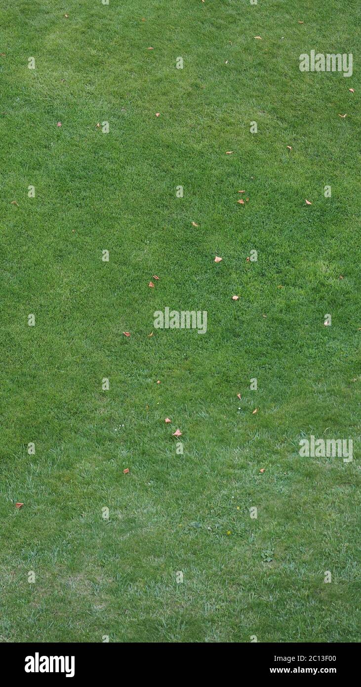 Green grass texture background - vertical Stock Photo - Alamy