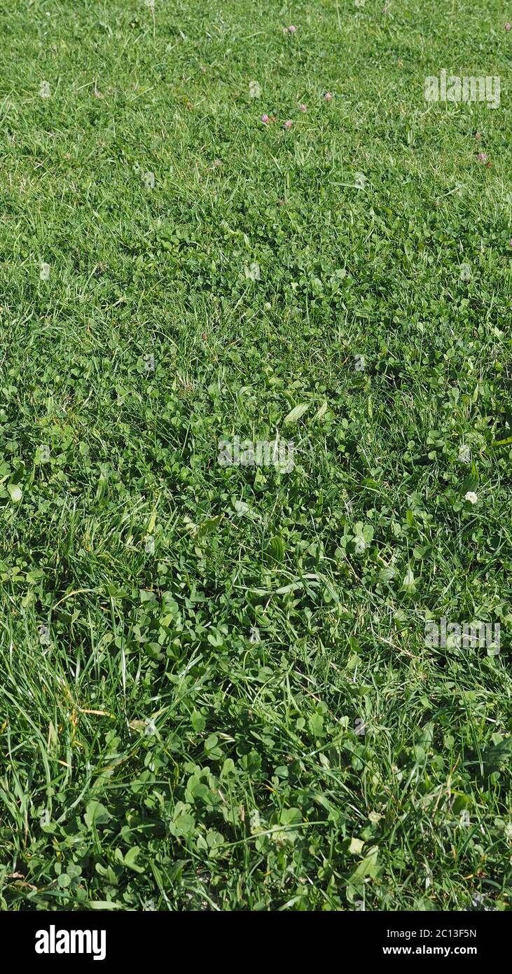 Green grass texture background - vertical Stock Photo - Alamy