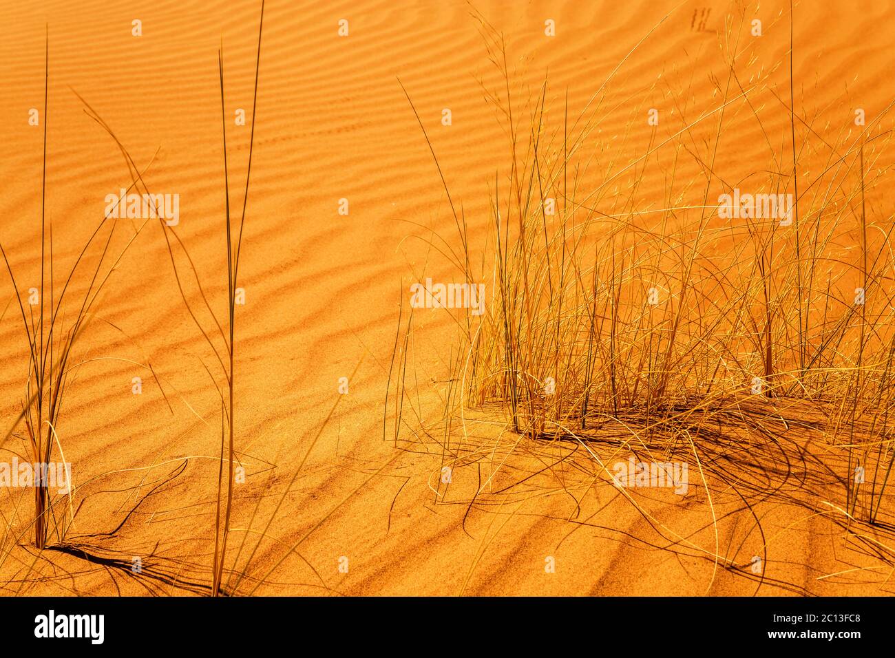 Desert shrubs hi-res stock photography and images - Alamy