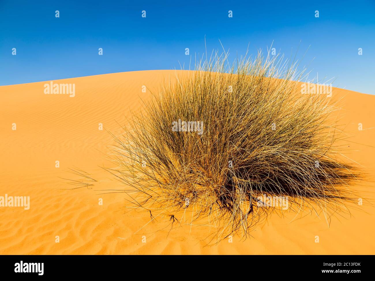 Desert shrubs foreground hi-res stock photography and images - Alamy